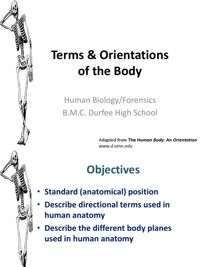 Terms & Orientations of The Body: Human Biology/Forensics B.M.C. Durfee ...