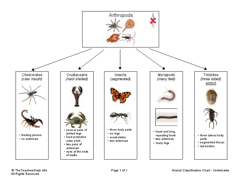 Animal Classification Chart - Arthropods | PDF