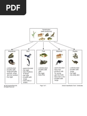 Invertebrates And Vertebrates Chart
