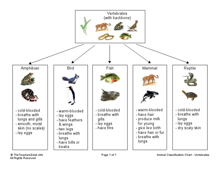 Animal Classification Graphic Organizer