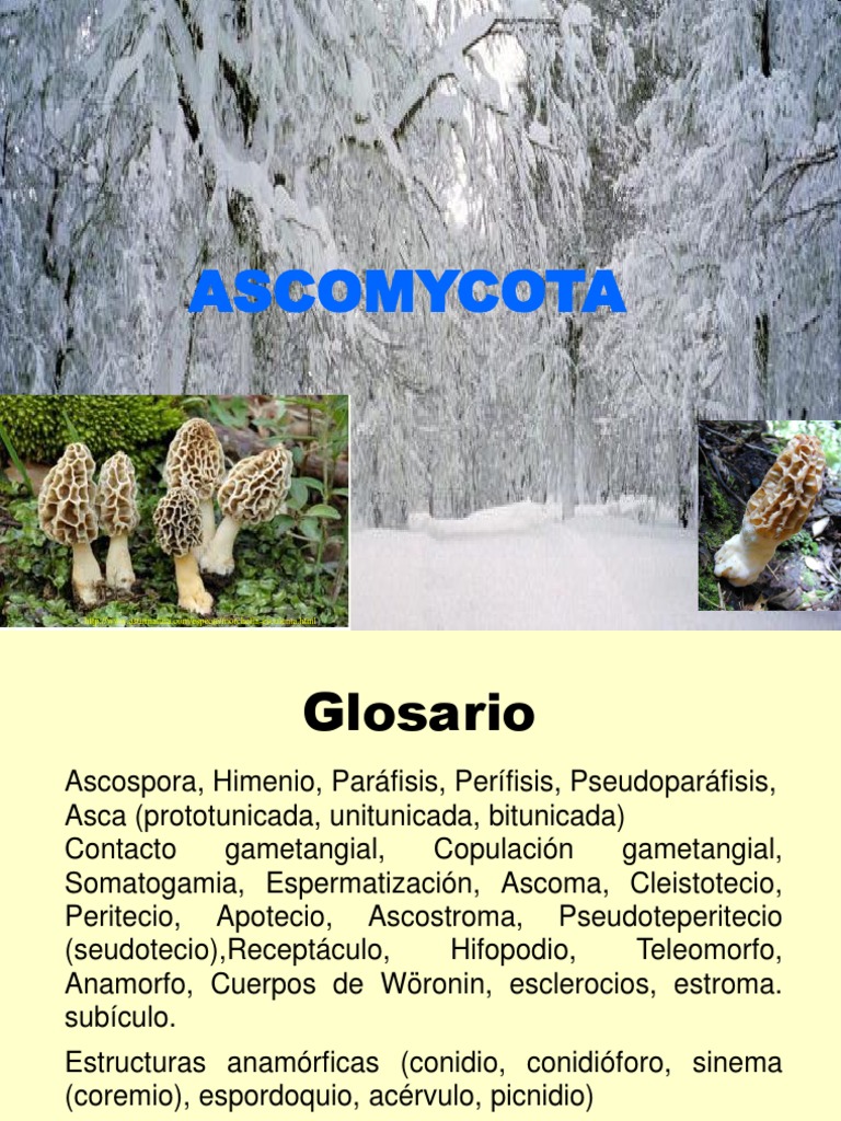 ASCOMYCOTA | PDF | Botánica | Hongo