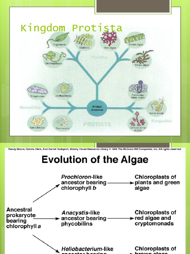Protist Powerpoint | PDF | Aquatic Organisms | Algae