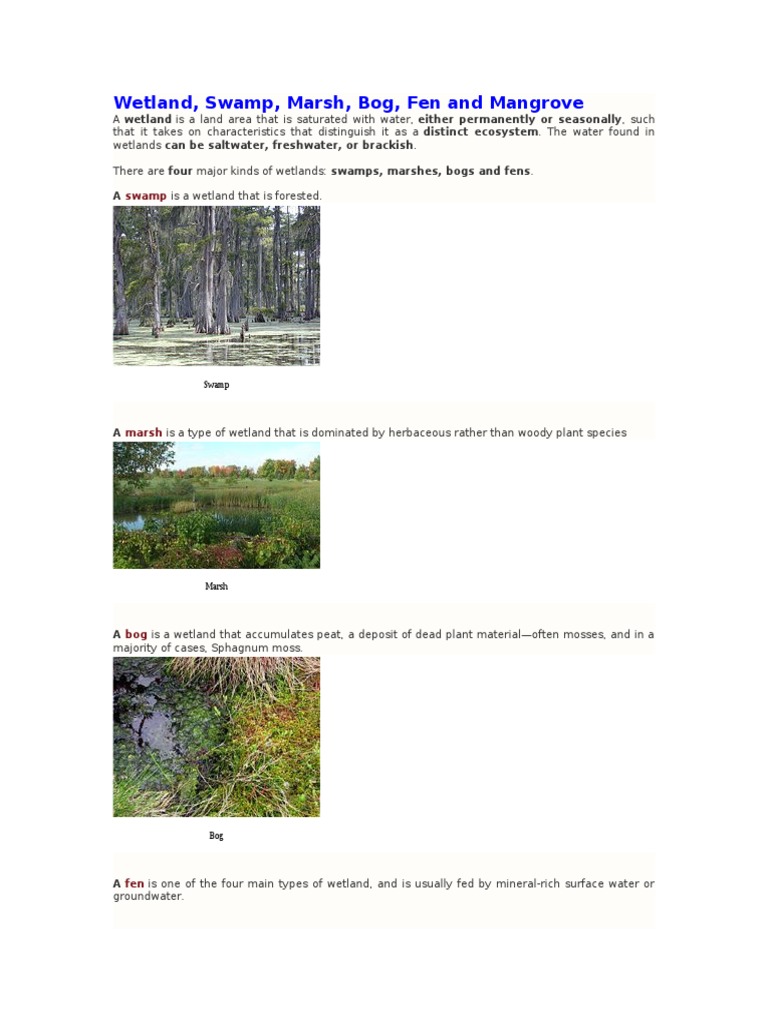 Wetland, Swamp, Marsh, Bog, Fen and Mangrove | PDF | Wetland | Marsh