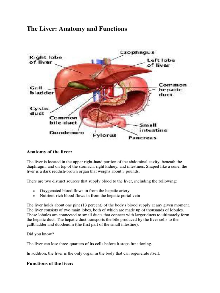 The Liver: Anatomy and Functions | PDF | Liver | Bile