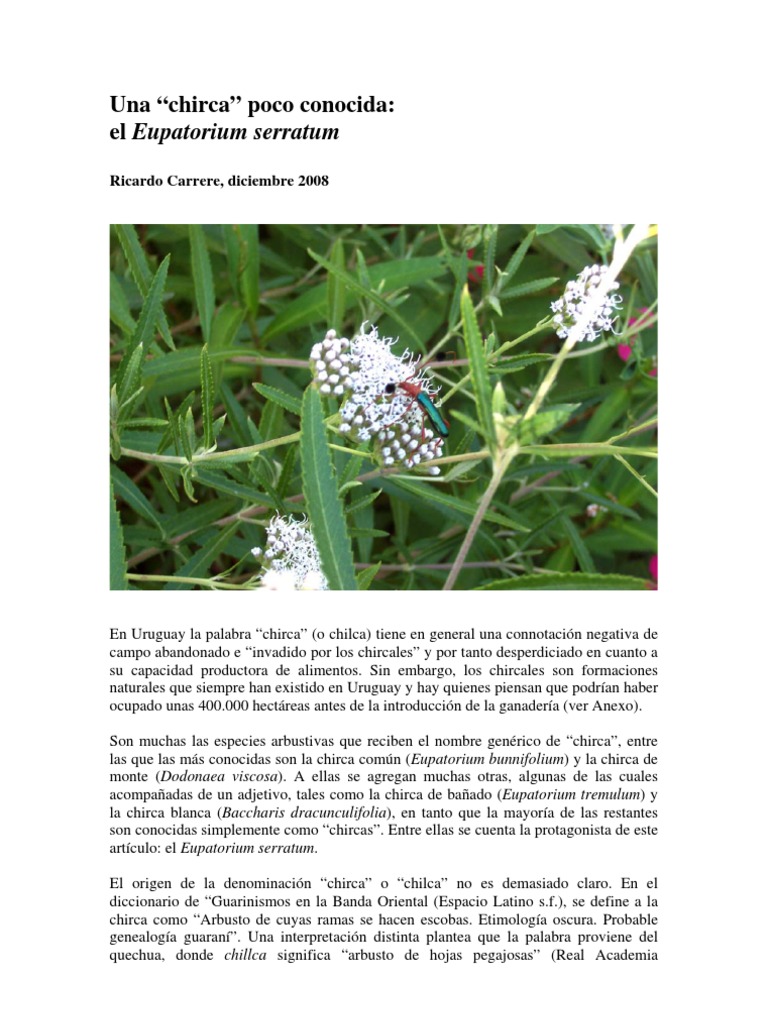 Chirca Chirca (Eupatorium Serratum) | PDF | Lepidópteros | Flores