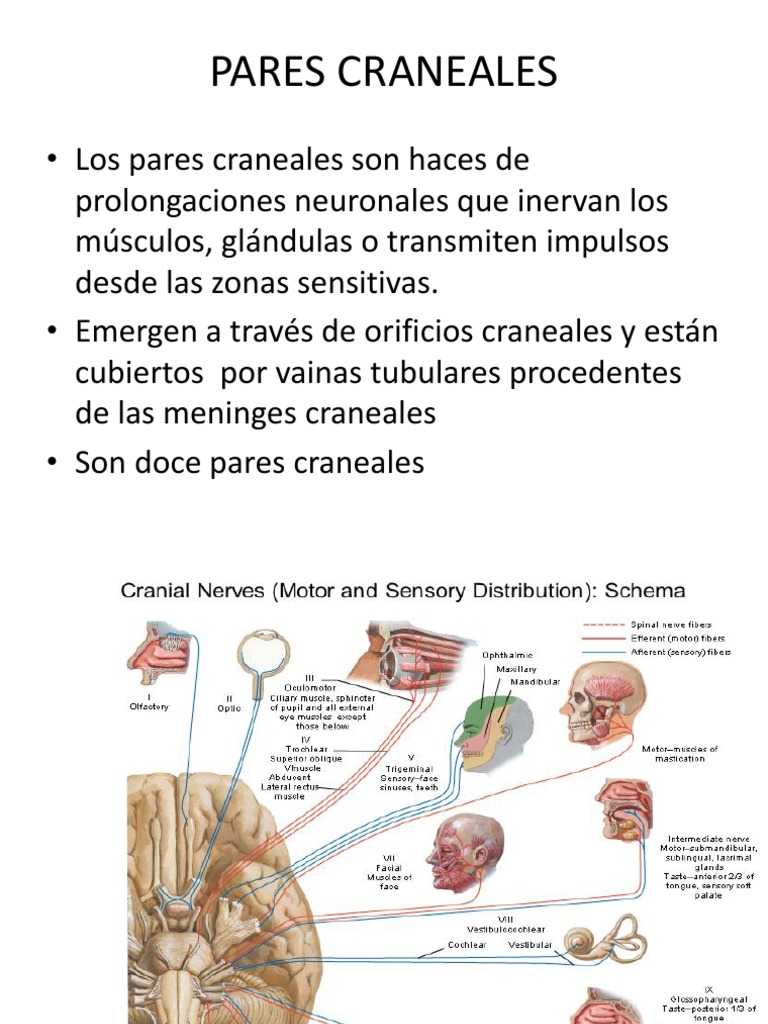 Funciones de los 12 Pares Craneales | PDF | Estudios de idiomas extranjeros