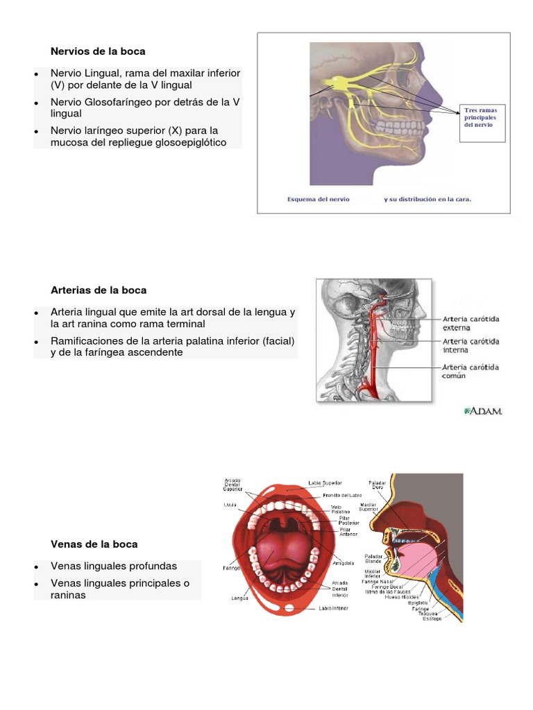 Nervios de La Boca | Medicina alternativa | Acupuntura