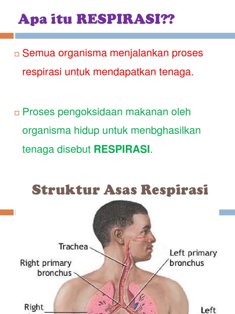 Apa Itu RESPIRASI??: Semua Organisma Menjalankan Proses Respirasi Untuk ...