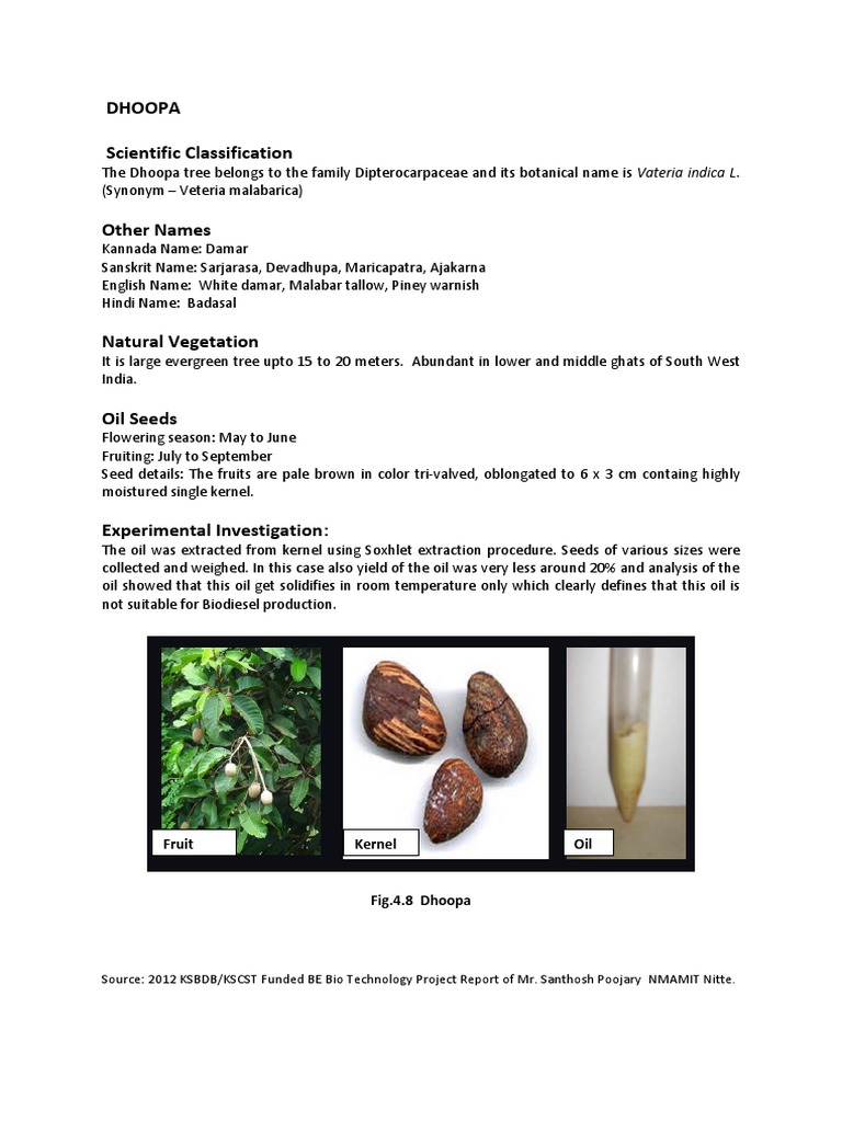 Veteria Indica Detail | PDF | Home & Garden | Science & Mathematics