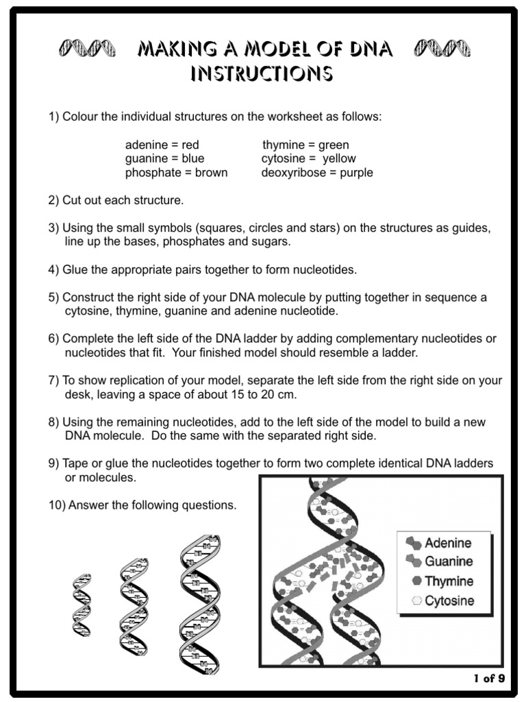 DNA Model (Cut-Out Sheet) | PDF | Dna Replication | Dna