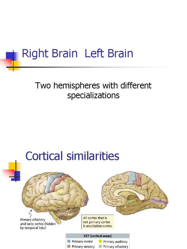 Psychology Right and Left Brain | PDF | Lateralization Of Brain ...