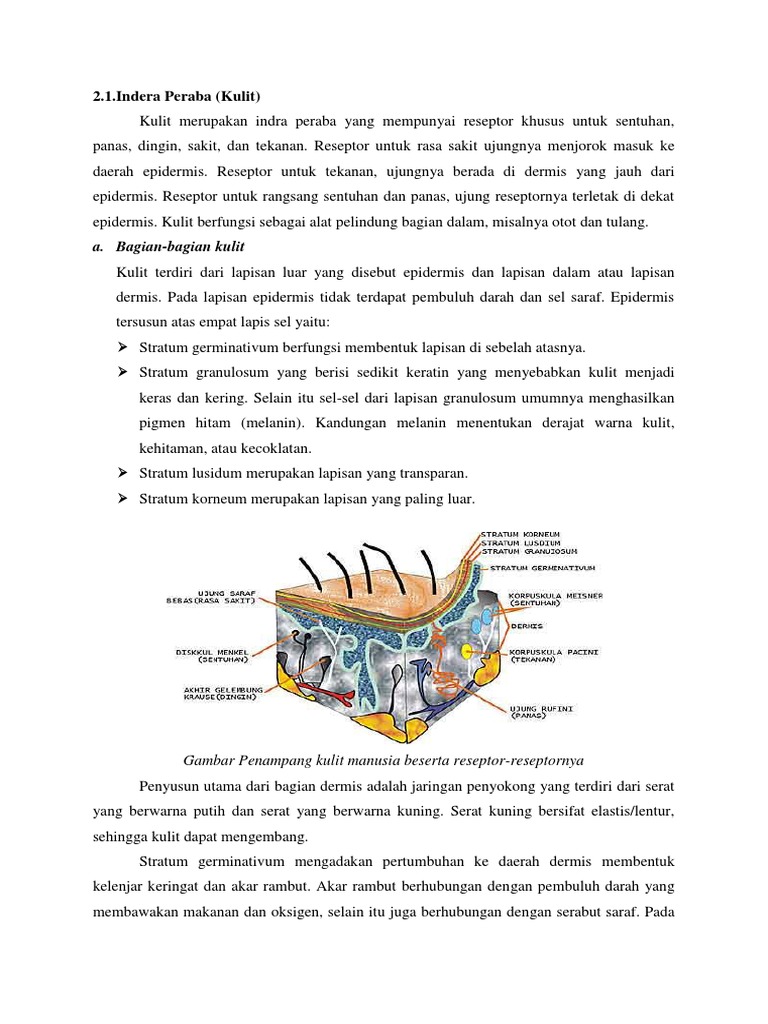 Indera Peraba Contoh | PDF