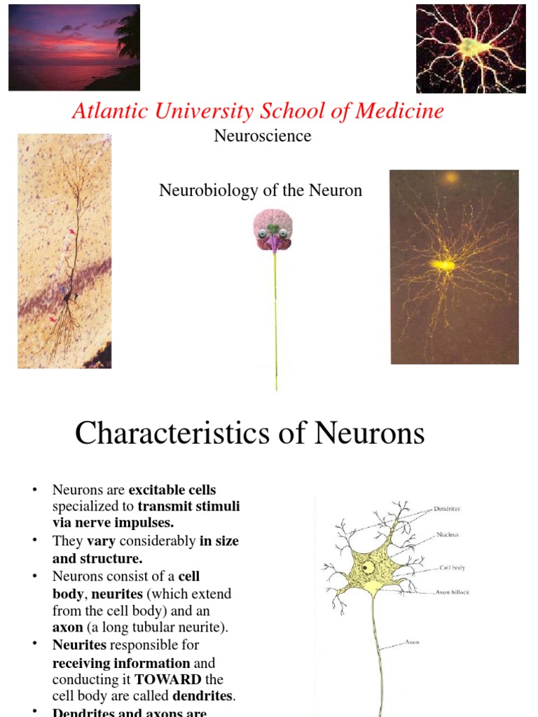 Lec 3 Neurobio of Neuron | PDF | Chemical Synapse | Neurotransmitter