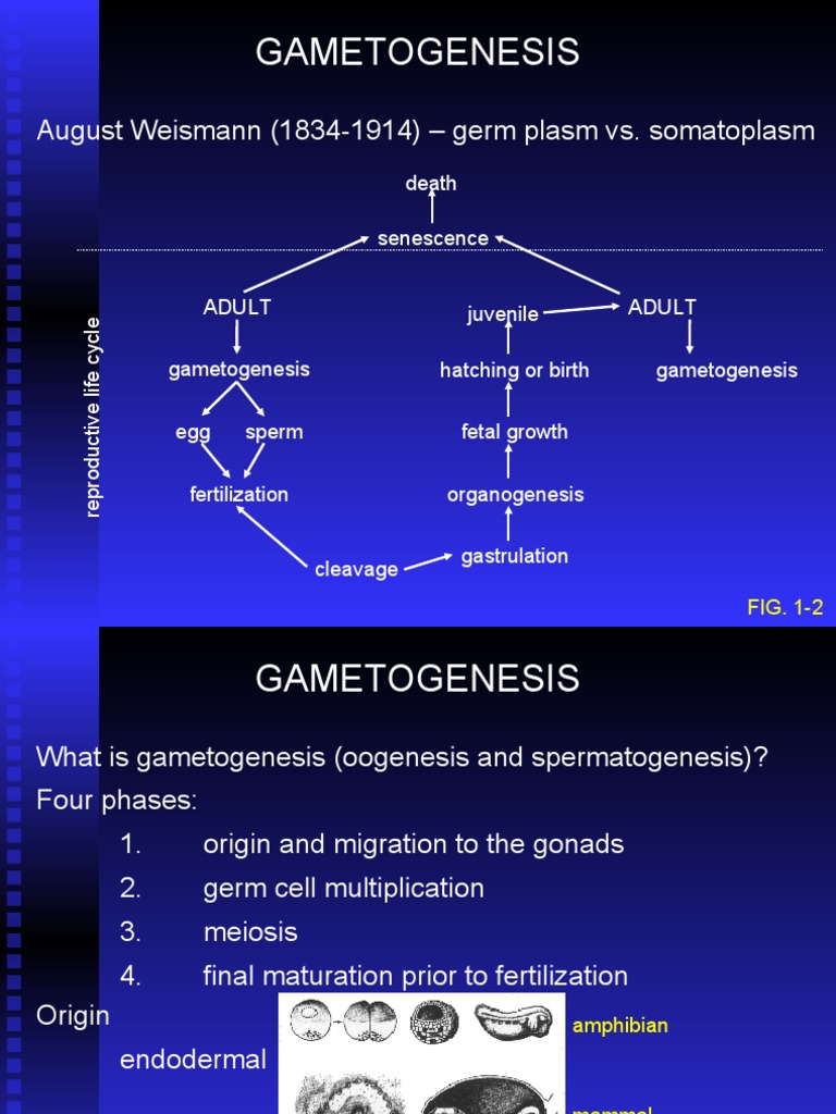 Gametogenesis | PDF | Meiosis | Biological Interactions