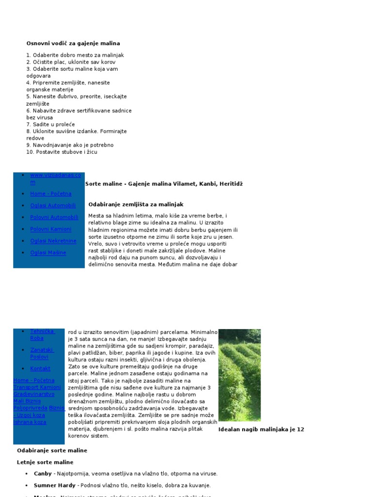 Osnovni Vodič Za Gajenje Malina | PDF