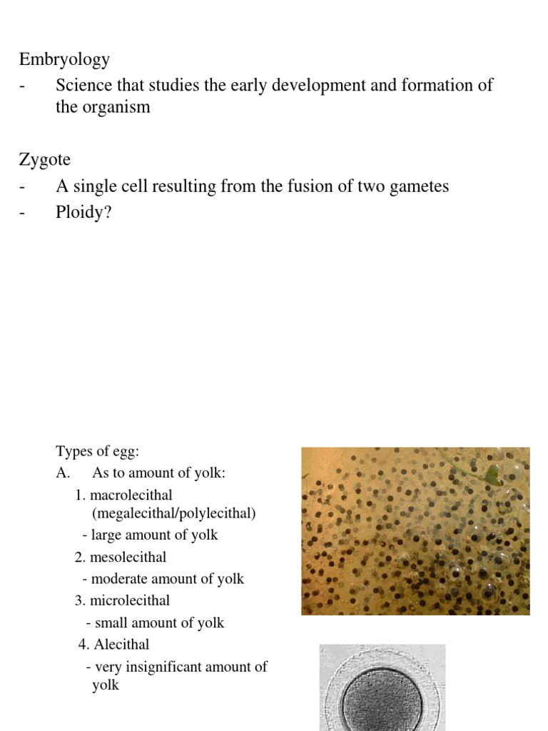 Embryology - Science That Studies The Early Development and Formation ...