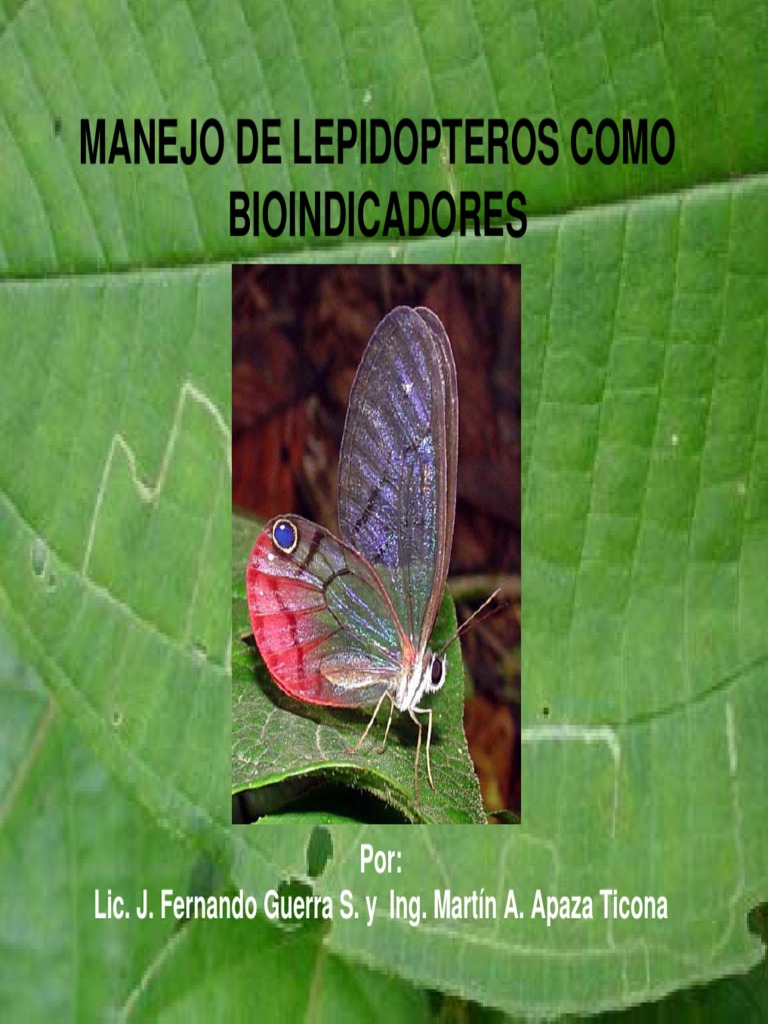 especies lepidopteros | Escarabajo | Biodiversidad