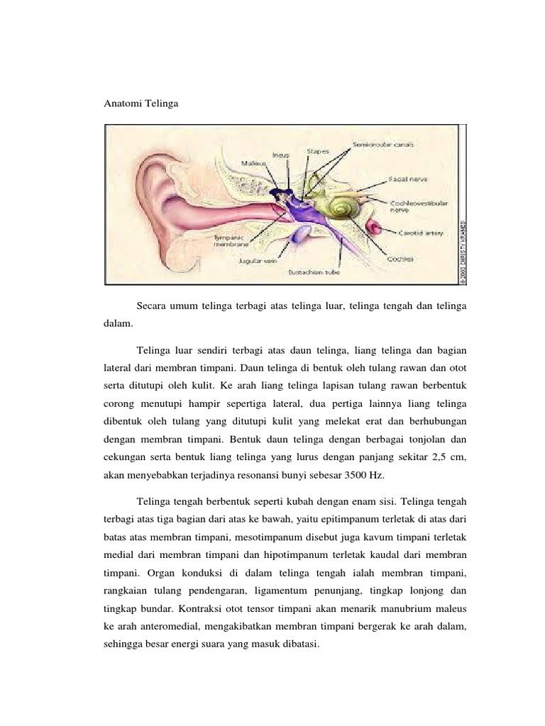 Anatomi Telinga | PDF | Sains & Matematika
