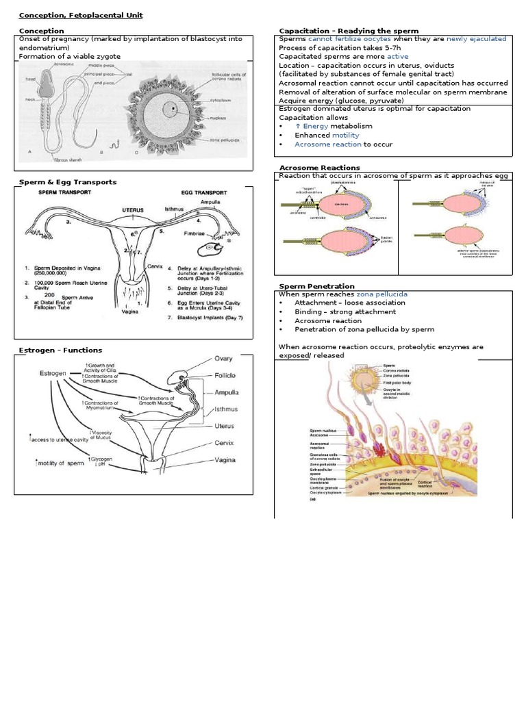 USMLE Step 1 - Reproduction | PDF | Puberty | Pelvis
