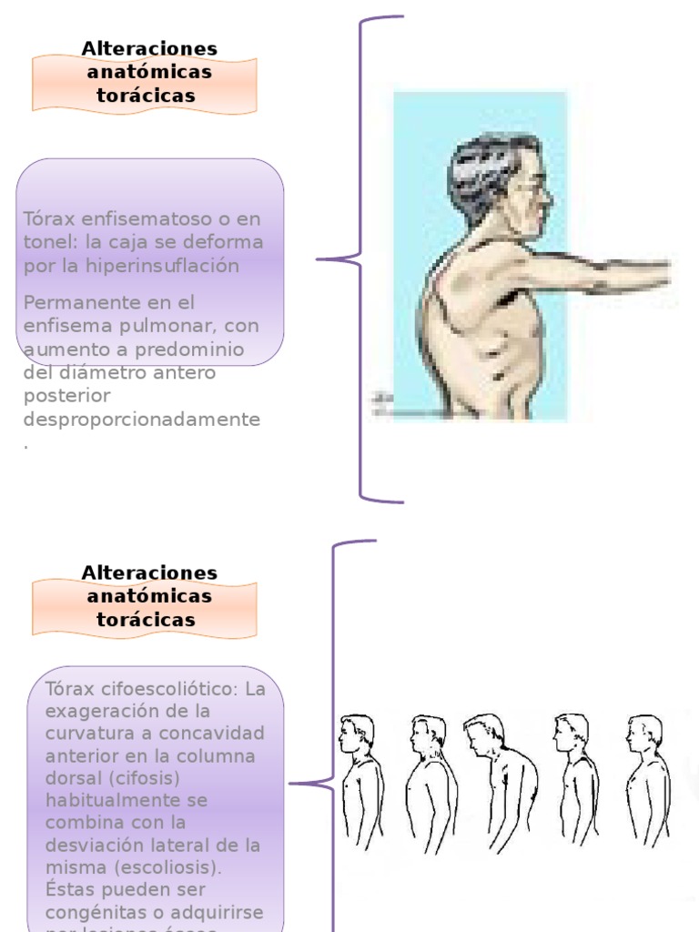 Inspeccion de Torax | PDF | Tórax | Respiración