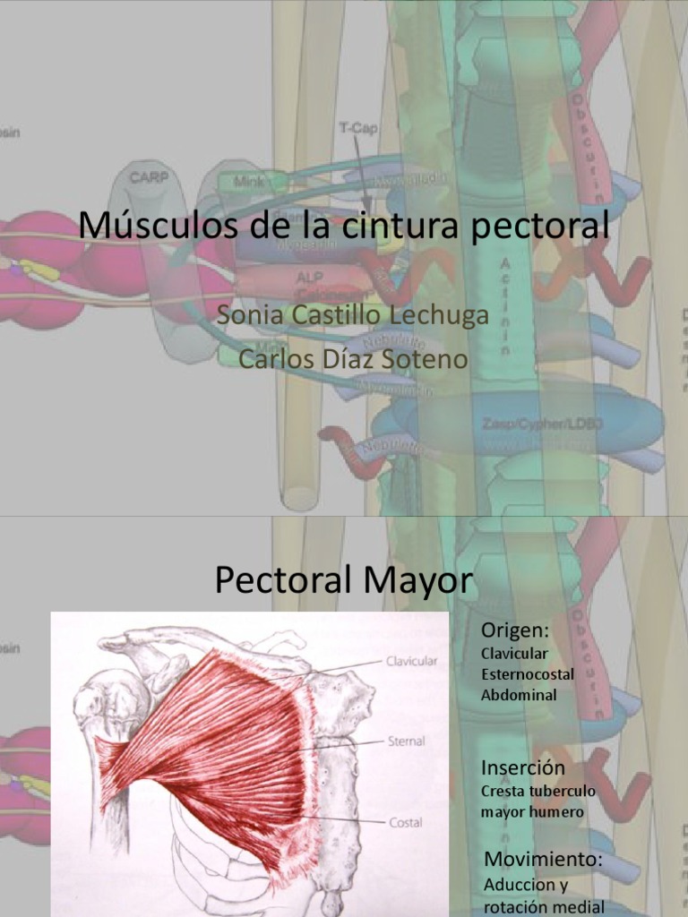 Músculos de La Cintura Pectoral | PDF