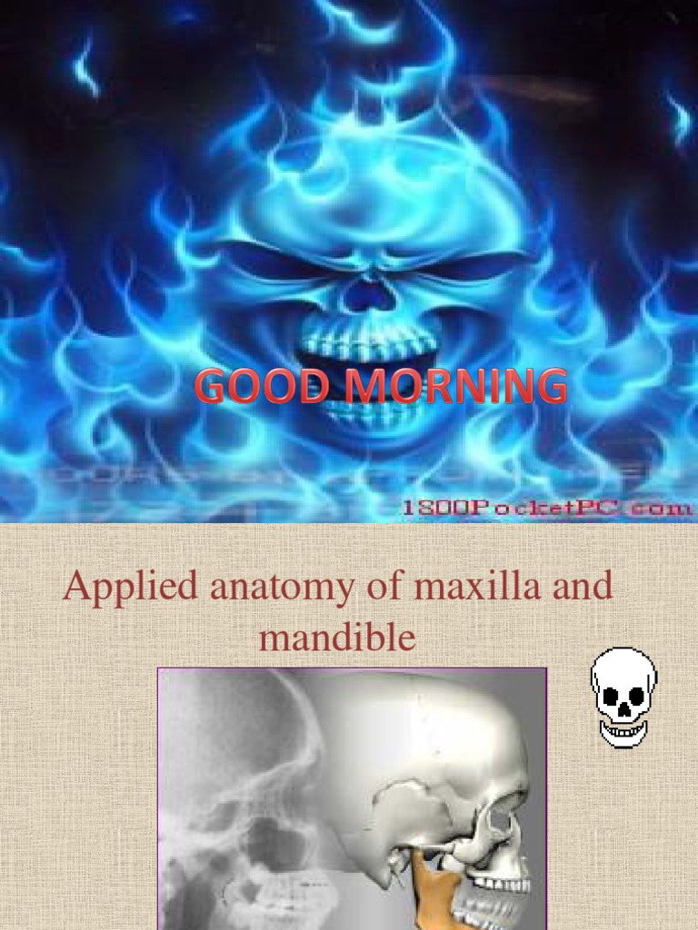 Anatomy of Maxilla and Mandible | PDF | Skull | Skeletal System