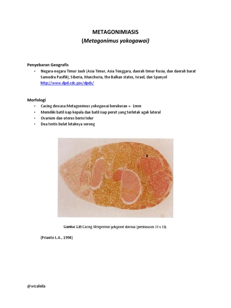 Metagonimiasis (Metagonimus Yokogawai) : Penyebaran Geografis | PDF ...