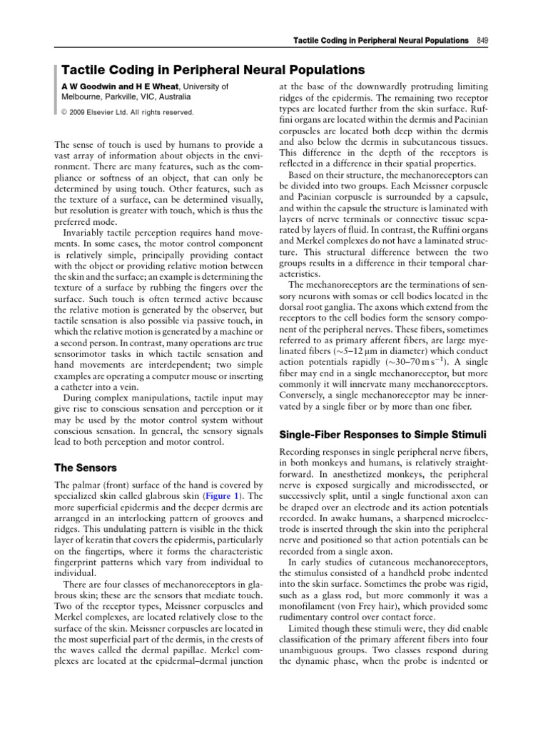 The Four Classes of Mechanoreceptors in Glabrous Skin and Their Role in Coding Tactile ...