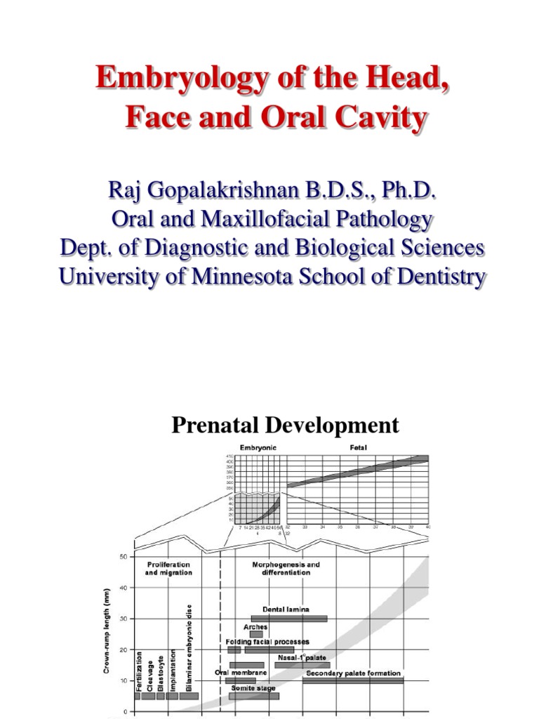 Embryology of Face and Oral Cavity | PDF | Tongue | Common Carotid Artery