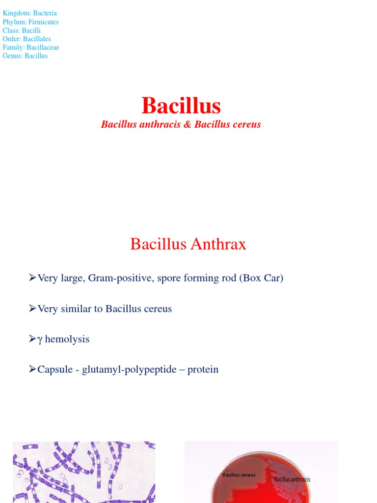 Bacillus | PDF | Anthrax | Bacillus