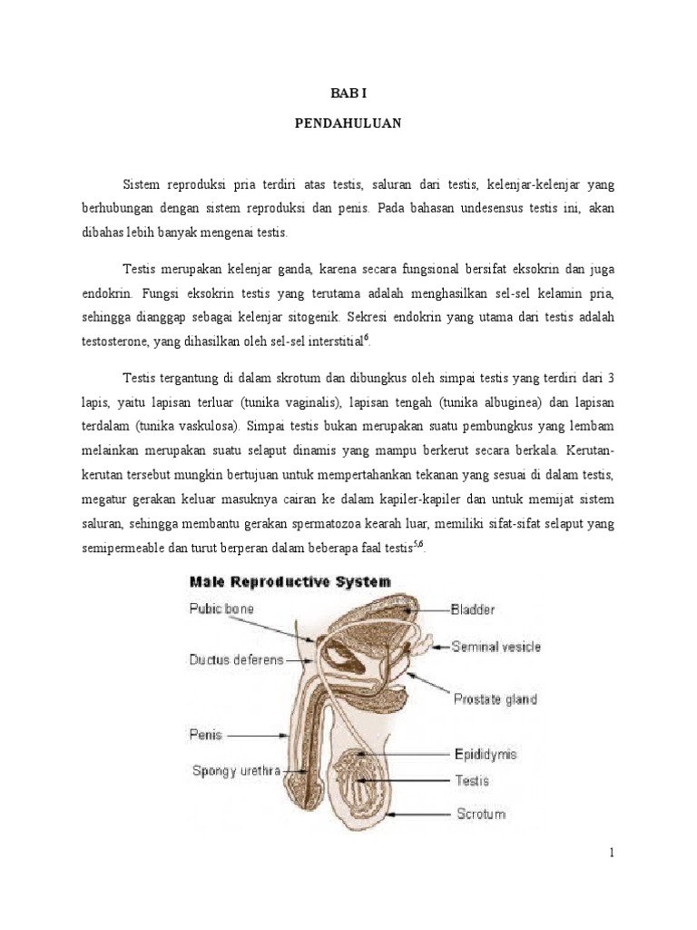 Referat Undensensus Testis | PDF