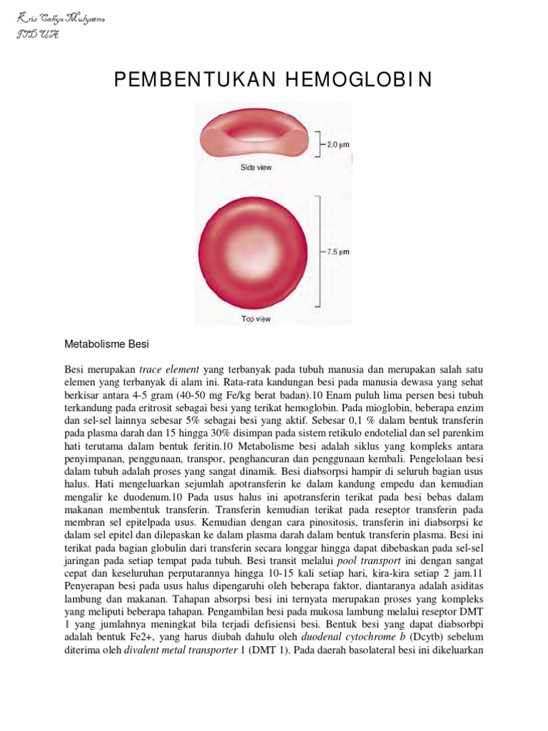 PEMBENTUKAN HEMOGLOBIN.pdf