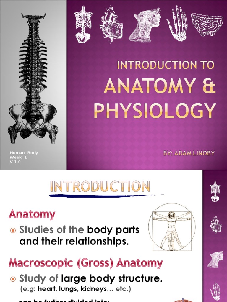 Introduction To Human Anatomy - Human Body - W1 V2003 | PDF