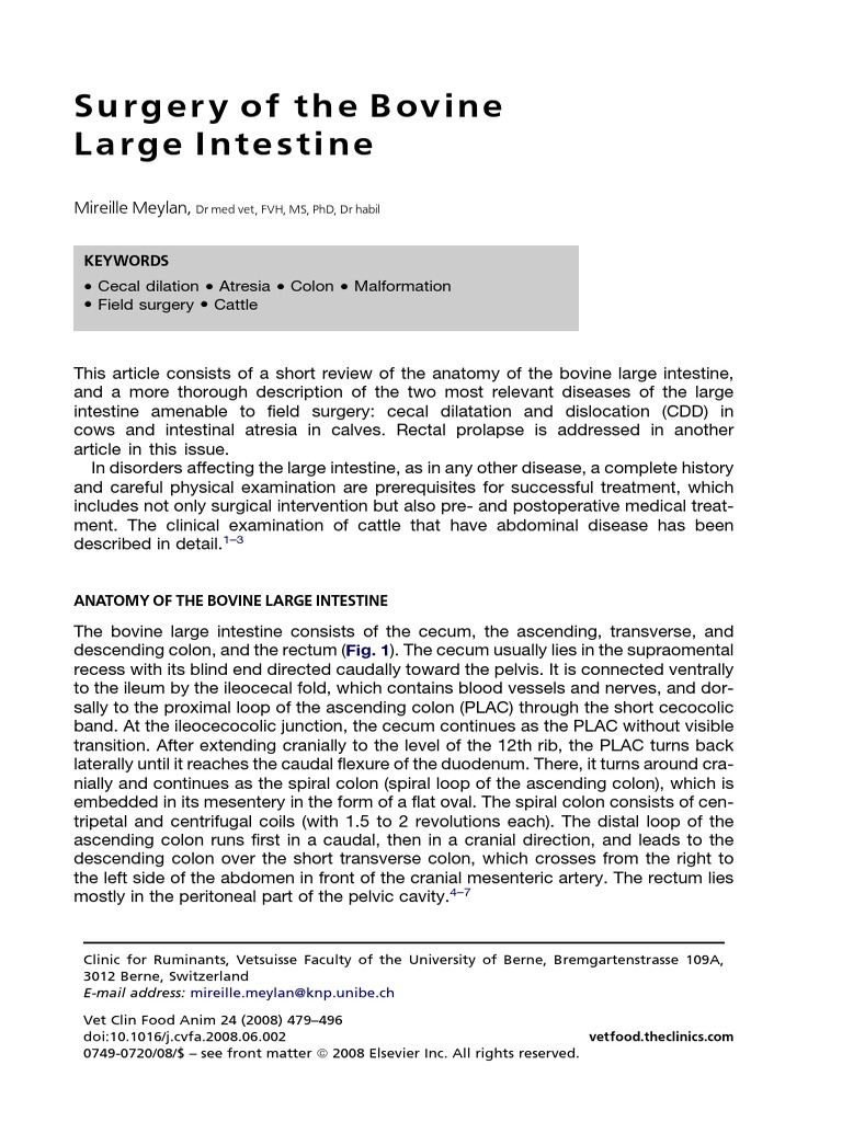 Surgery of The Bovine Large Intestine | PDF | Large Intestine ...