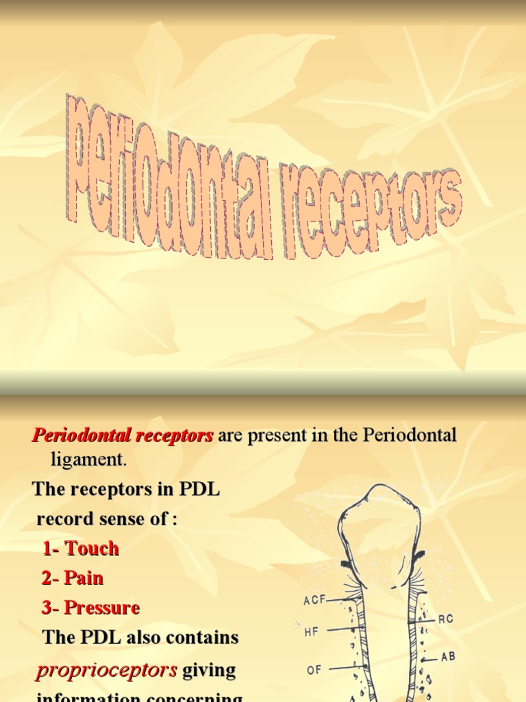 Periodontal Receptors | Download Free PDF | Somatosensory System | Senses