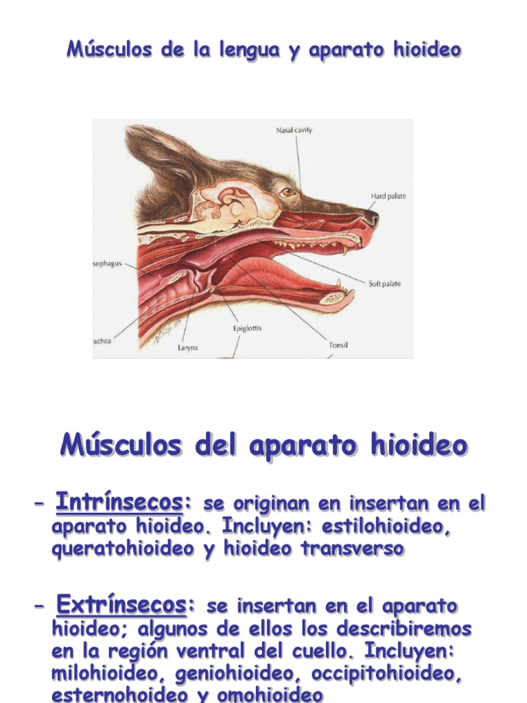 Anatomía De La Lengua Del Perro Anatomía De La Boca, Faringe Y