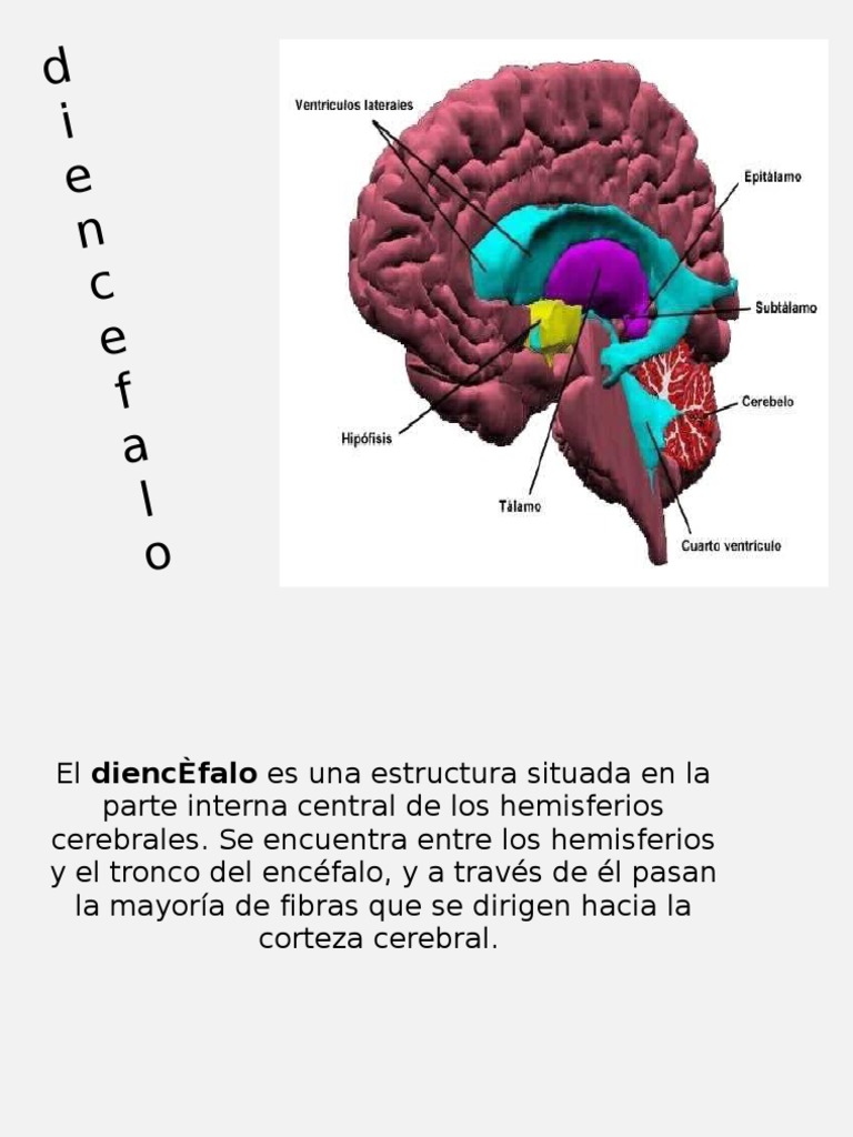 diencefalo | Sistema límbico | Cerebro