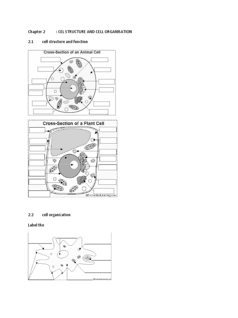 Cell Structure and Organization Overview | PDF