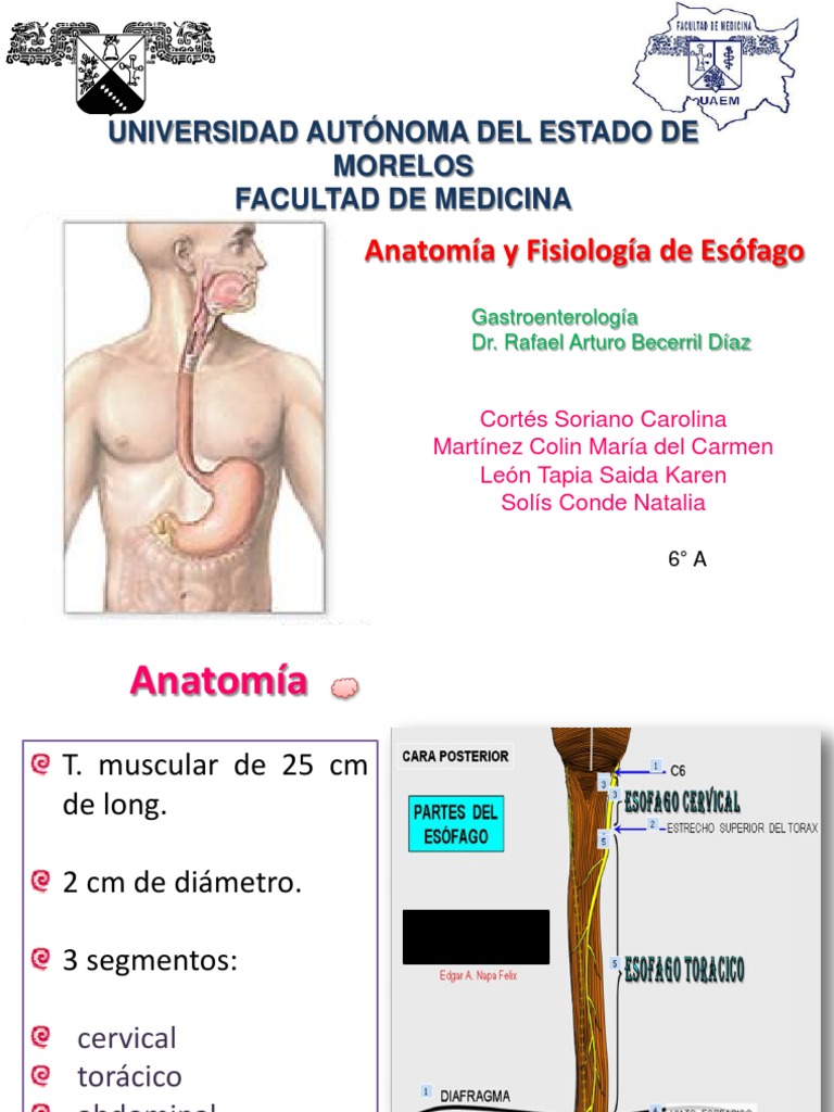 Anatomía y Fisiología de Esofago | PDF | Esófago | Anatomía