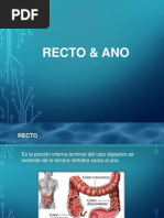 Anatomia de Ano y Recto PDF | PDF | Recto | Intestino grueso