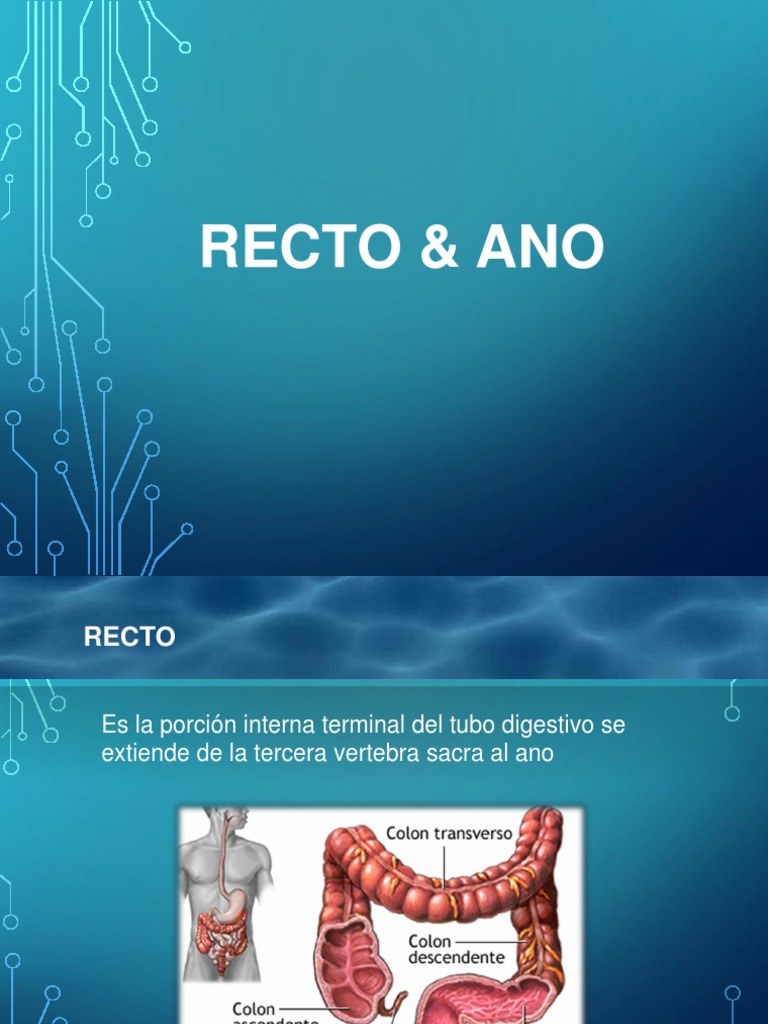 RECTO & ANO | Recto | Pelvis | Prueba gratuita de 30 días | Scribd