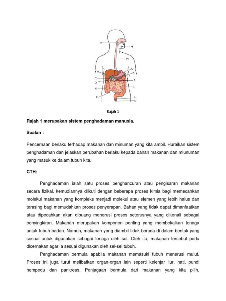 Sistem Penghadaman Manusia | PDF | Kesehatan Holistik | Sains & Matematika