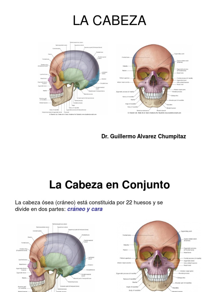 Anatomía Ósea de la Cabeza Humana | PDF | Cráneo | Sistema ...