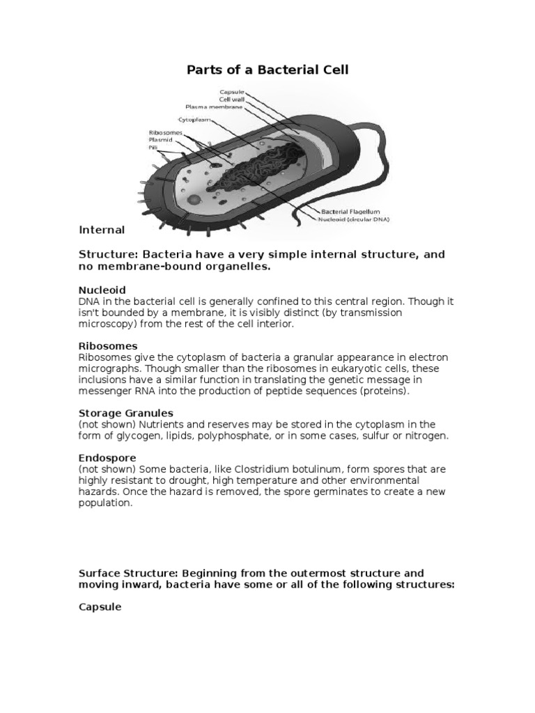 Parts of A Bacterial Cell | PDF | Bacteria | Cell (Biology)