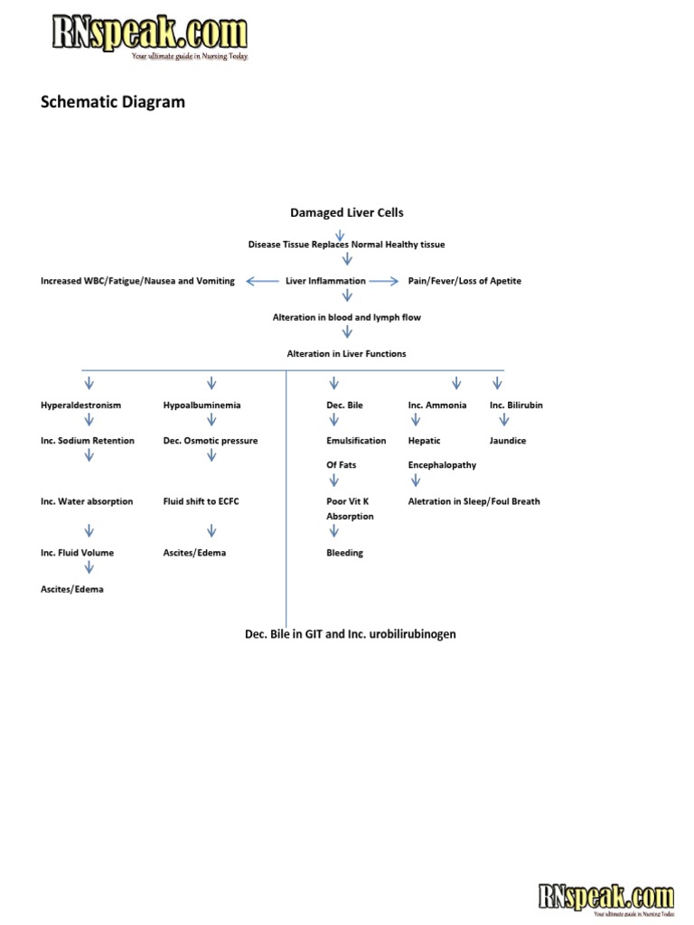 Liver Pathophysiology and Schematic Diagram BGFJN | PDF