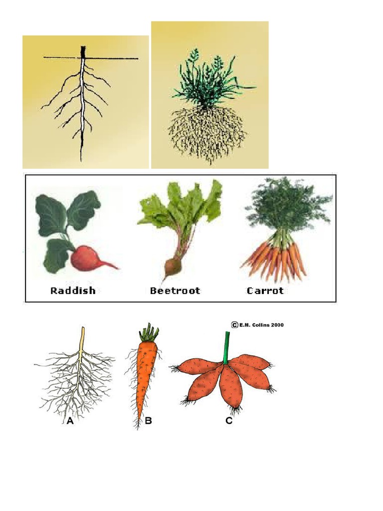 Root System | Root | Plant Morphology