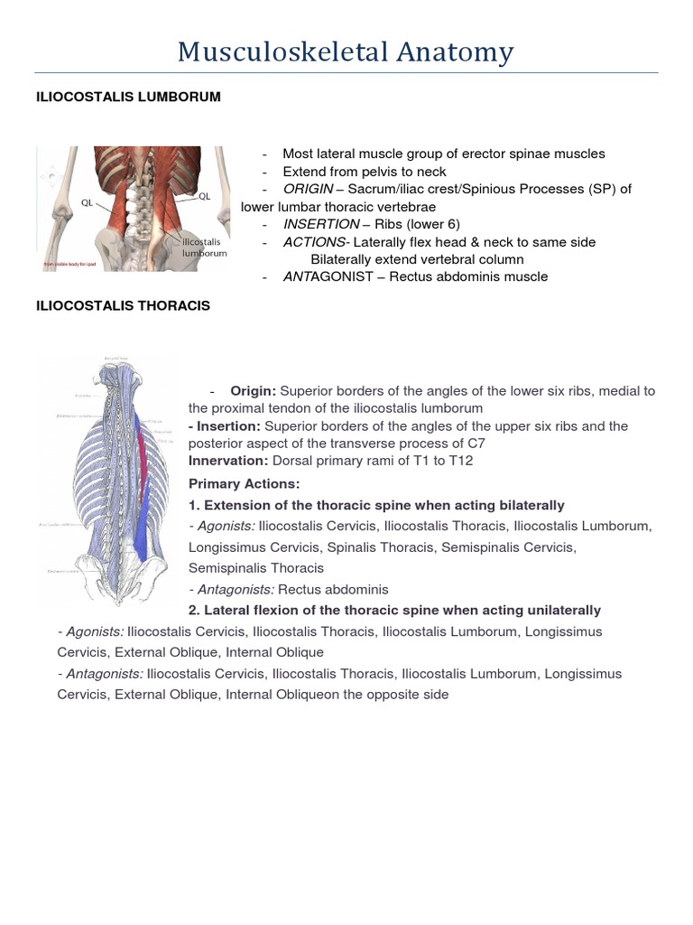 Erector Spinae Muscle Origins and Insertions | PDF | Vertebra ...