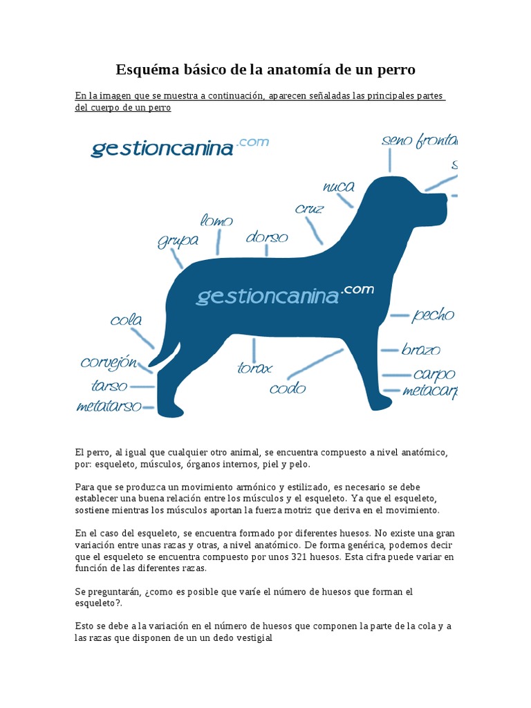 Esquema Basico de La Anatomia de Un Perro | PDF | Vértebra | Perros