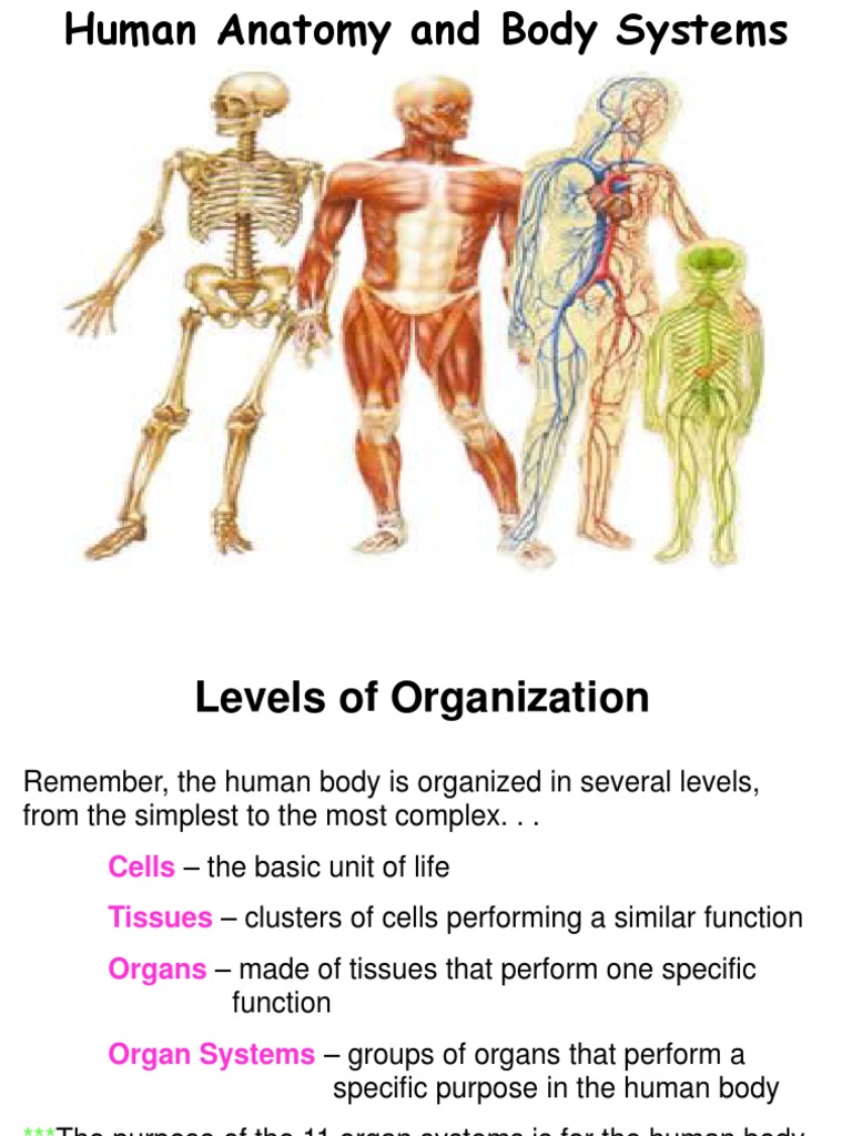 Human Body Systems Overview | PDF | Human Body | Lung