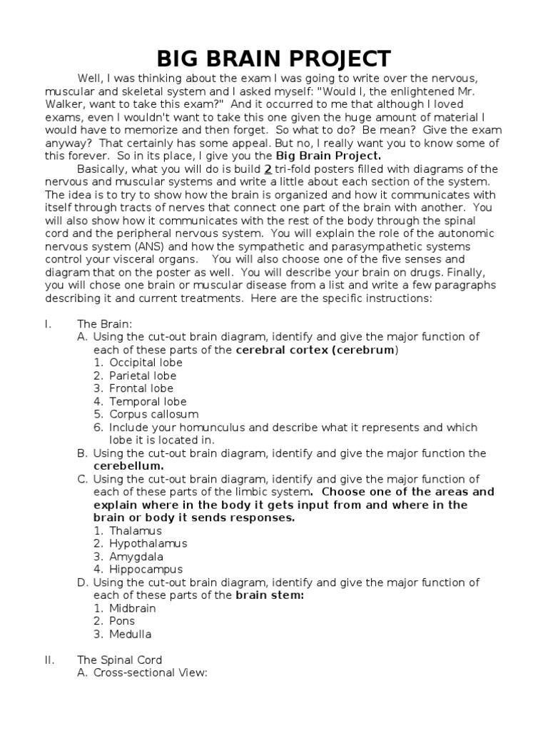 Big Brain Project | Download Free PDF | Autonomic Nervous System | Brain